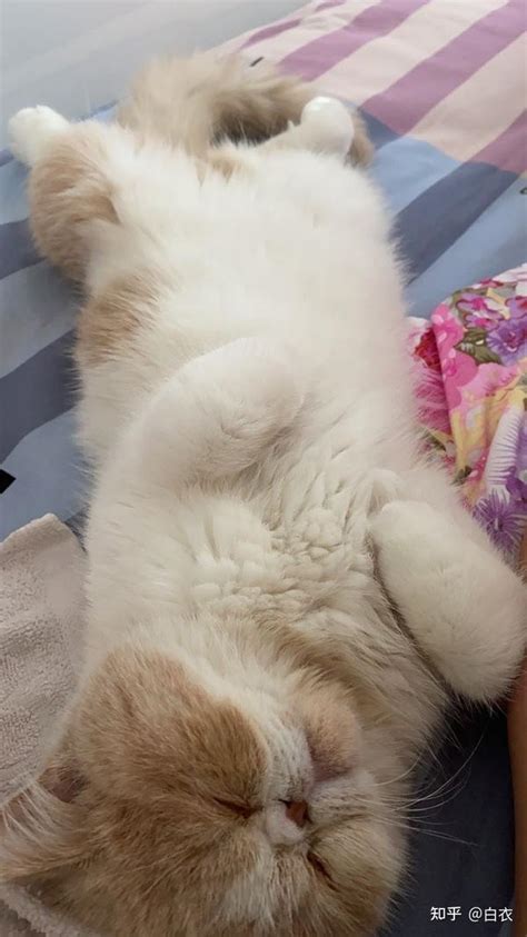团子治疗猫瘟记录 知乎