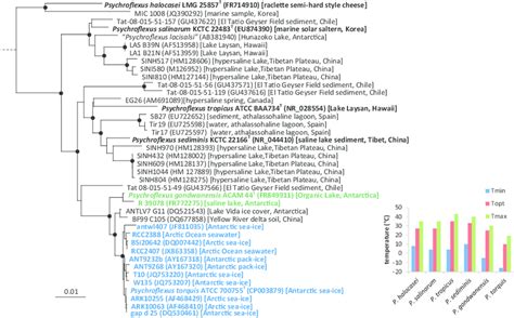 —the 16s Rrna Gene Based Phylogenetic Tree Of The Genus Psychroflexus