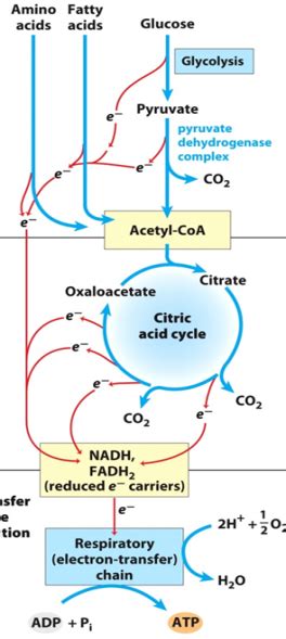 The Overall Efficiency Of Oxidative Phosphorylation BIOC 2580