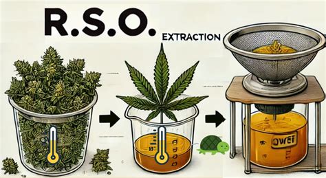 Guia De Extração De Óleo De Cannabis Rsovs Qwet