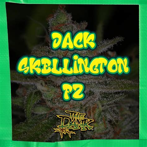 Jack Skellington F2 Regular Seeds 5 Seed Pack By The Dank Subcool