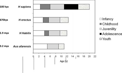 Evolution Of The Hominidae Life History During The First 20 Years Of