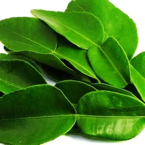 Jual Lembar Daun Jeruk Nipis Segar Shopee Indonesia