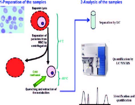 Illustration Of Identification And Quantification Of Metabolites Download Scientific Diagram