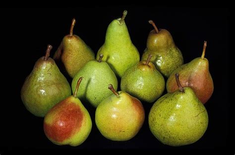 Top 10 What Fruits Can Dogs Eat Petguide