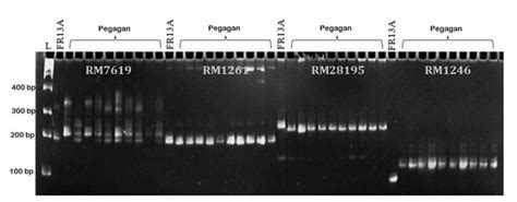 Dna Banding Pattern Of Several Polymorphic Markers Surveyed Between The