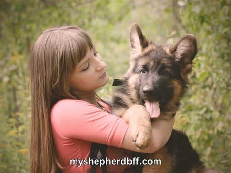 Do German Shepherds Like To Cuddle How To Teach Them Cuddling