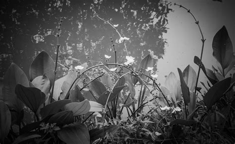 Cerca De Flores De Pantano Blanco En Luz Natural Y La Reflexión De