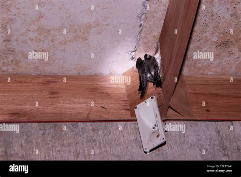 Swiftlet Houses Use To Farm And Harvest Edible Bird Nests To Make Bird