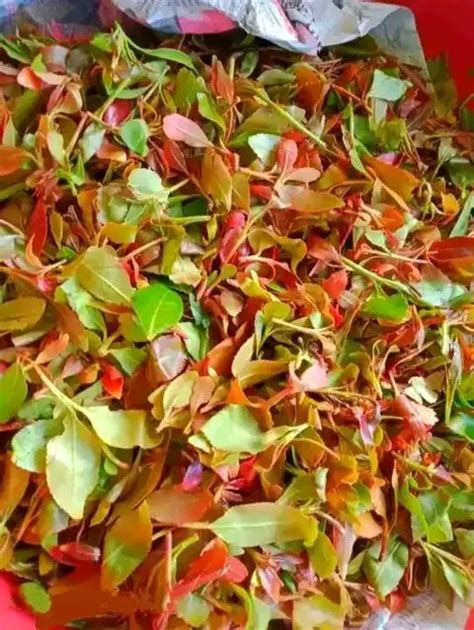 Young Nation Jaba Baze