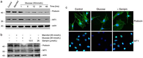 Genipin Restores Podocin And Wt1 Expression In Cultured Podocytes A