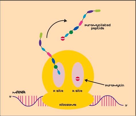 Puromycin Powder Bioreagent Cell Culture Mammalian 58 58 2