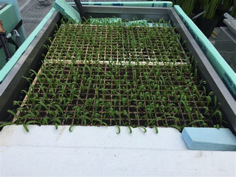 How To Get Started With Hydroponics Hello Homestead