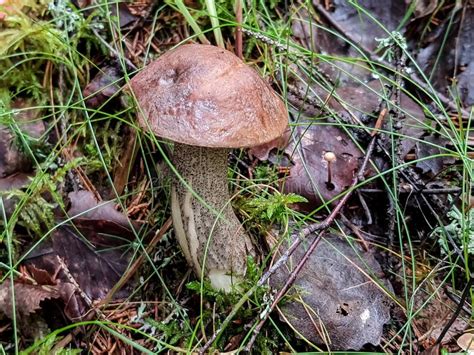 One Growing Boletus Mushroom Fungal Mycelium In Moss In A Forest Big