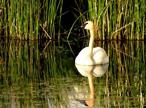 Photo Tom Koerner Usfws Free Photos On