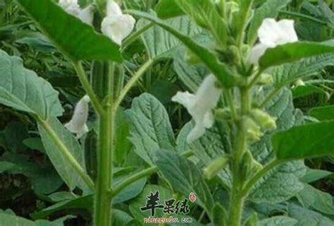 山芝麻叶食用方法 图库 五毛网