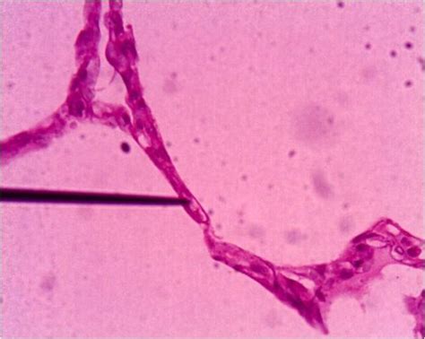 Lab Practical Tissue Identification Flashcards Quizlet