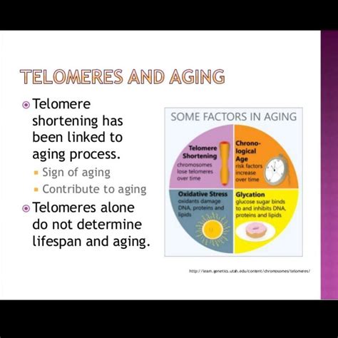Telomeres Shorten As We Get Older Causing Aging In Our Cells We