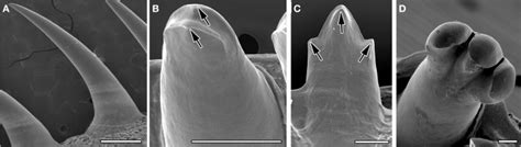 Tooth Crown Variety In Reptiles SEMs Of Adult Teeth A Unicuspid Download Scientific Diagram