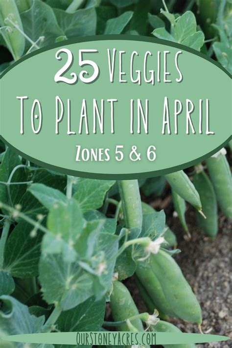 What To Plant In April Spring Vegetable Garden Vegetable Planting