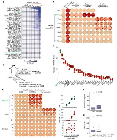 Cell 药物控制rna 剪接改变增强癌症免疫治疗 知乎