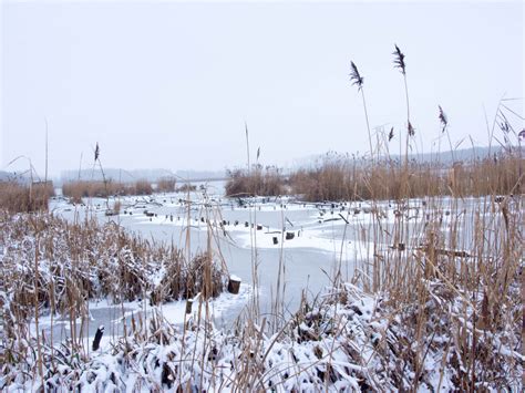 Fotos Gratis Naturaleza Nieve Invierno Escarcha Hielo Clima