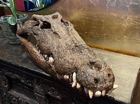 Life Sized Reproduction Saltwater Crocodile Skull Catawiki
