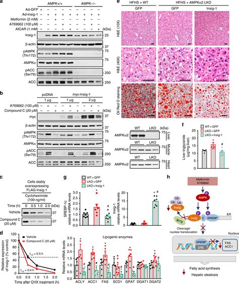 Hepatic Overexpression Of Insig 1 Rescues Hepatic Steatosis In