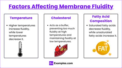 Unit 23 The Cell Membrane Structure And Function Notes And Practice