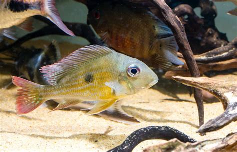 Geophagus Sveni Sveni Eartheater Ultimate Care Guide Fish Laboratory