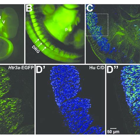 Pdf Dynamic Expression Of Serotonin Receptor 5 Ht3a In Developing
