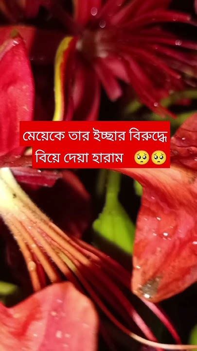 একটা মেয়ের ইচ্ছার বিরুদ্ধে বিয়ে দেয়া হারাম হারাম Youtube