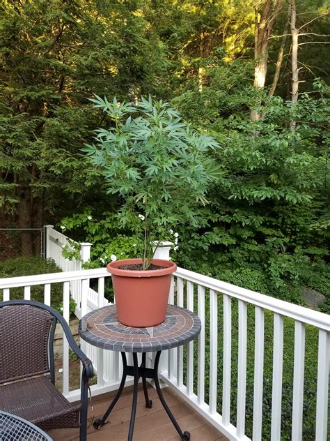 My First Plant Ever I Named Her Christine Rourfirstgrow