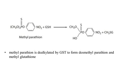 Insecticide Metabolism Phases And Examples Pptx