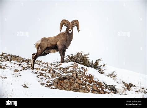 Homme Des Mouflons Ovis Canadensis Dans Le Parc National De