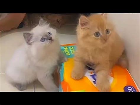 Nemenin Anak Kucing Oyen Main Lucu Banget - YouTube