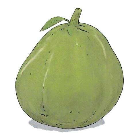 Chayote Watercolor Illustration Sketch Drawing Style Clipart Premium