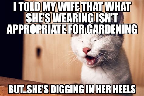 Cassius The Comedian Cat Joke 2526 Rcassiusthecomediancat Cassius The Comedian Cat Joke 2526 Rcassiusthecomediancat