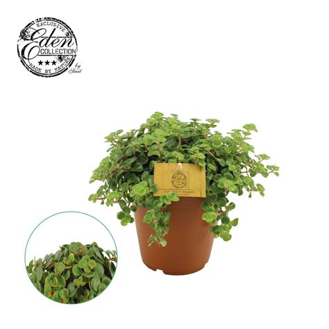 Sedum Makinoi Tornado — Plant Wholesale Floraccess