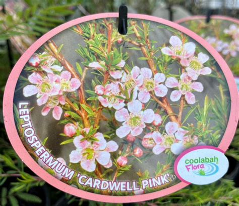 Leptospermum Flavescens Varieties Echuca Plant Farm