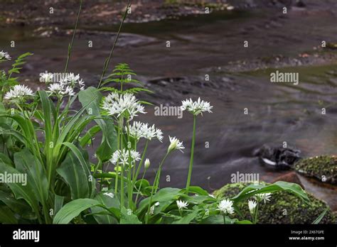 Wild Garlic Allium Ursinum Flowers Growing Alongside A Stream