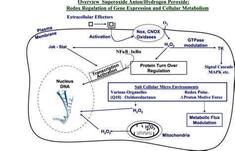 Overview Superoxide Anion Hydrogen Peroxide Redox Regulation Of Gene