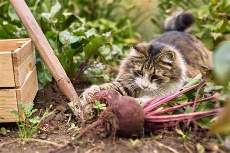 Quel légume ne pas planter à côté des salades