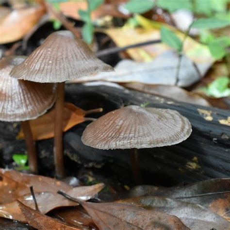 맑은애주름버섯