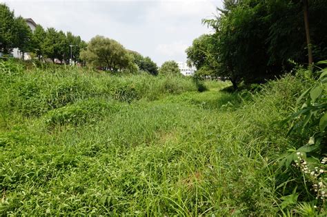 20230806 안양 학의천 산책로에 성인 키 만큼 수풀이 우거졌다