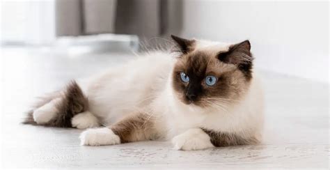 The Himalayan Ragdoll Cat Are They Ragdolls Bright Whiskers