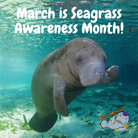 Celebrate The Green With March Because Its Seagrass Awareness Month