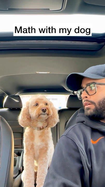 Mini Cockapoo Thinks Hard About Each Math Question 😳 In 2025 Mini Cockapoo Math Questions