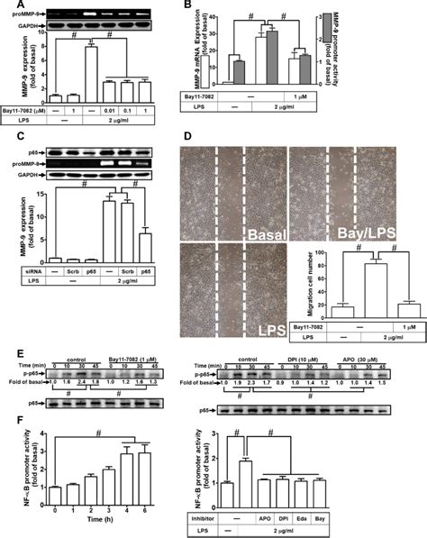 Nuclear Factor Kappa B Nf κb Is Necessary For Lps Induced Mmp 9