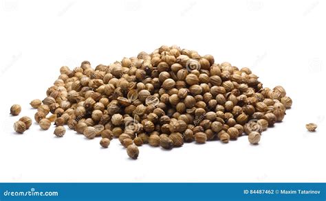 Frutas Del Coriandrum Sativum Trayectorias De Las Semillas De